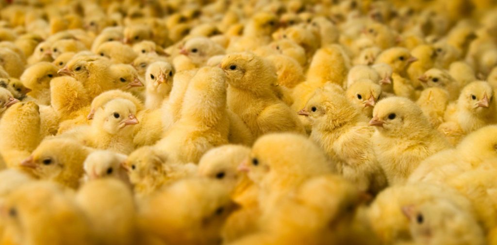 Gallery – SR Afro Chicks & Breeders