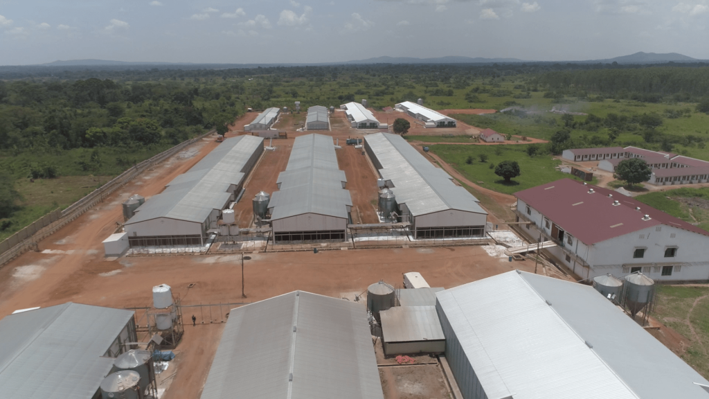 Gallery – SR Afro Chicks & Breeders